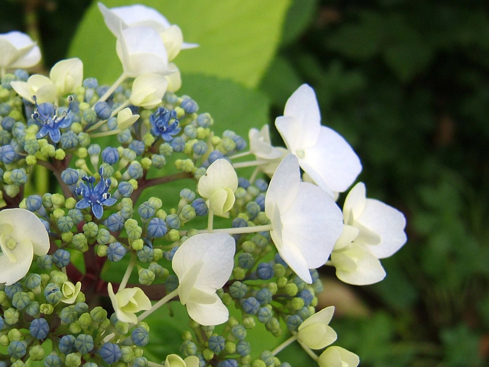 hydrangea | Sublime Garden Design | Landscape Design Serving Snohomish ...