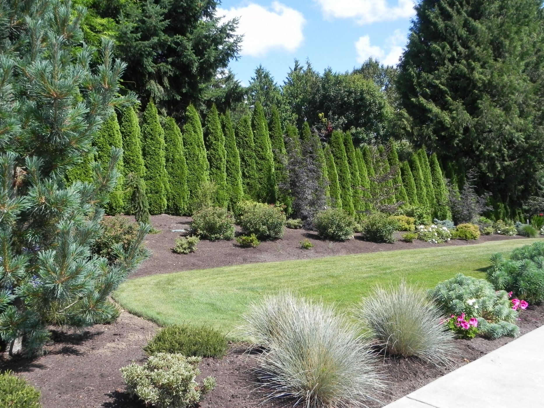 Landscape Designs With Arborvitaes