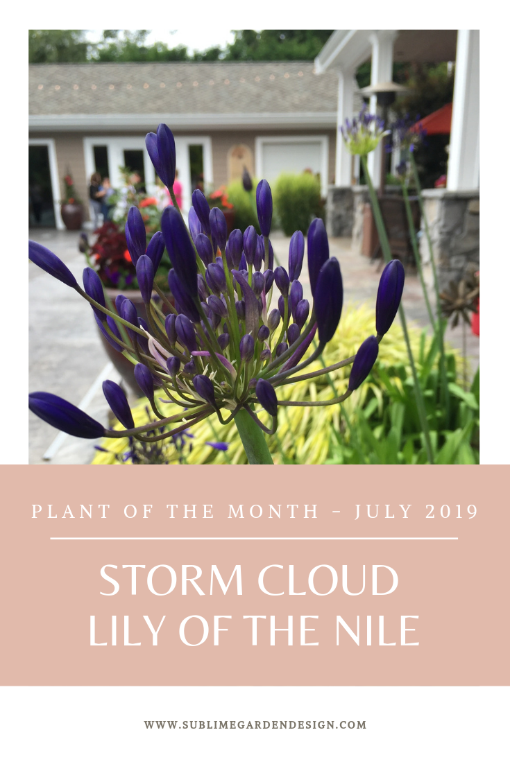 July-plant-of-the-month | Sublime Garden Design | Landscape Design ...